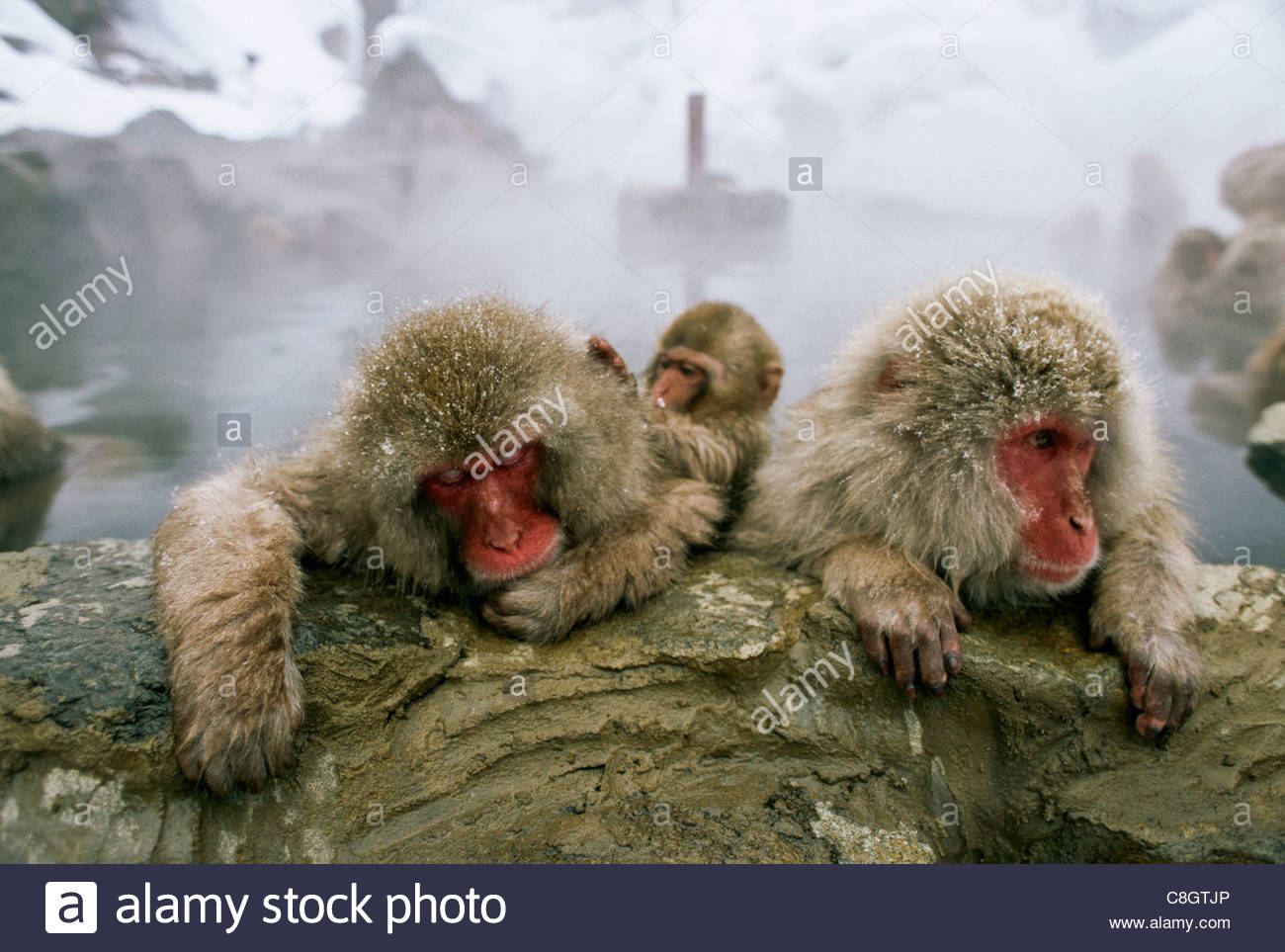 Arctic Monkeys Stock Photos & Arctic Monkeys Stock Images - Alamy