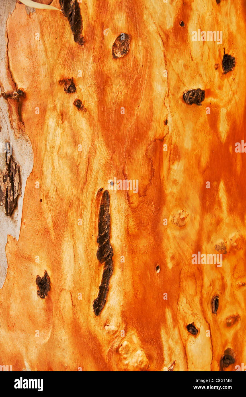 Tree bark patterns from the north of Israel Stock Photo - Alamy