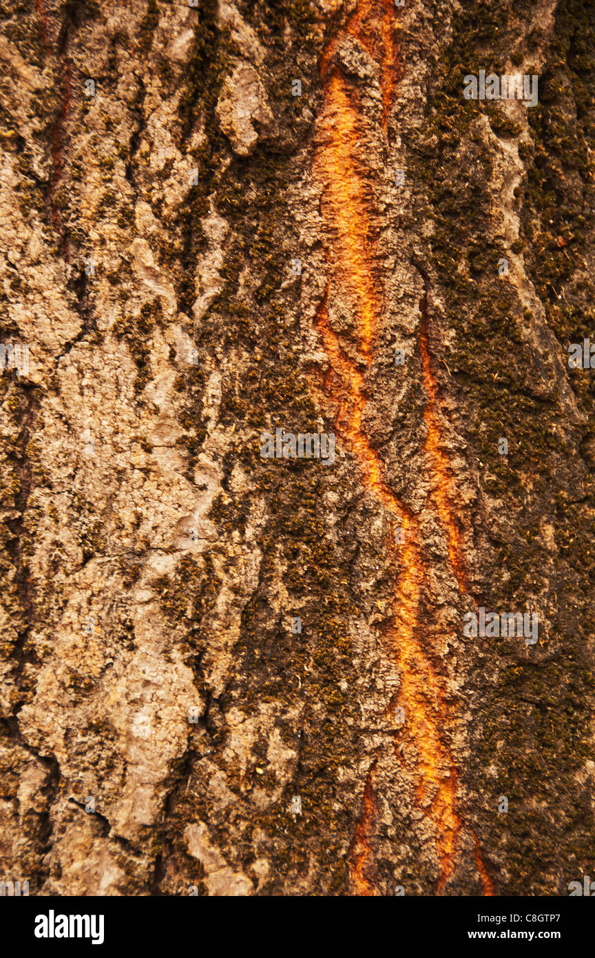 Tree bark patterns hi-res stock photography and images - Alamy