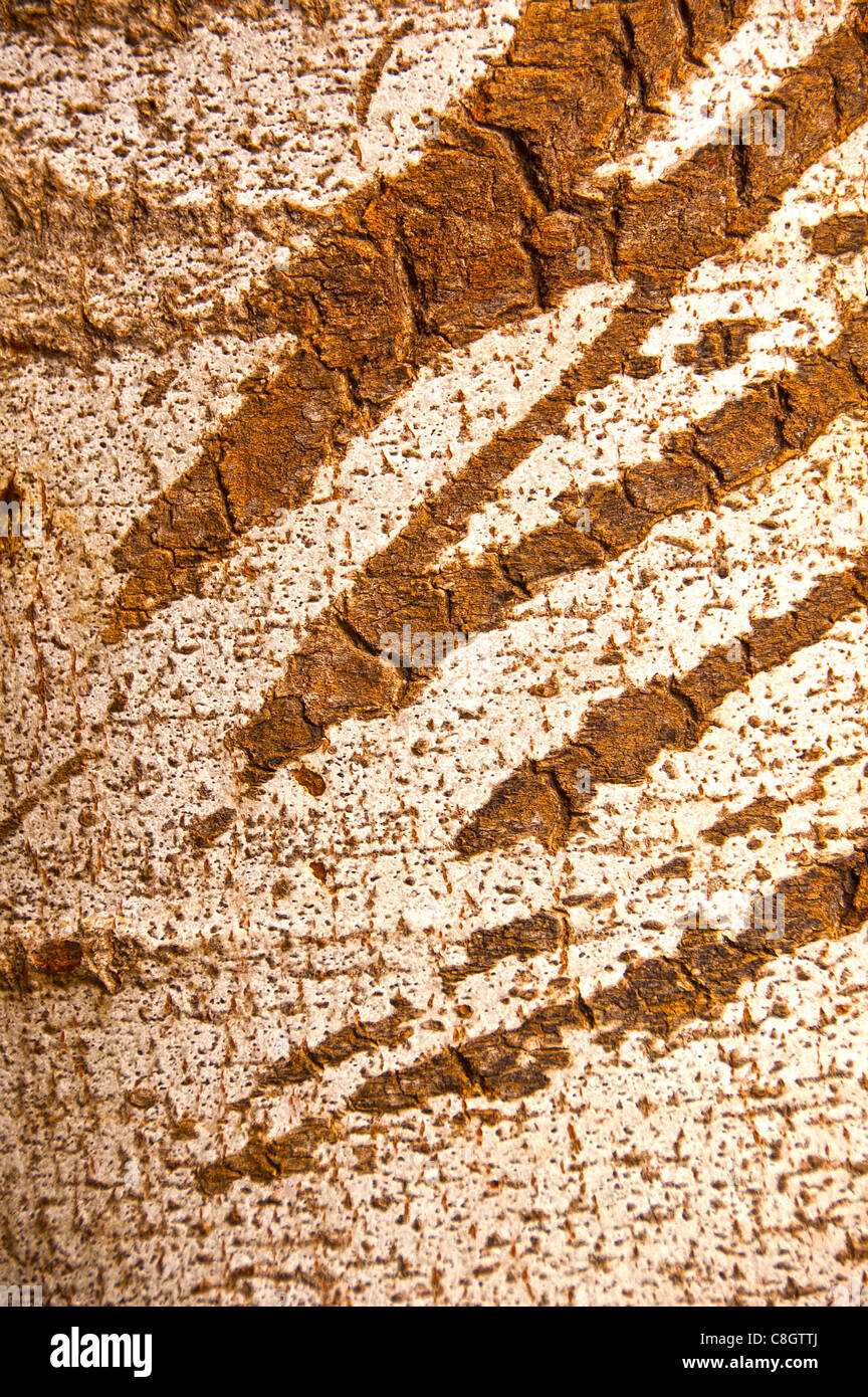 Tree bark patterns hi-res stock photography and images - Alamy