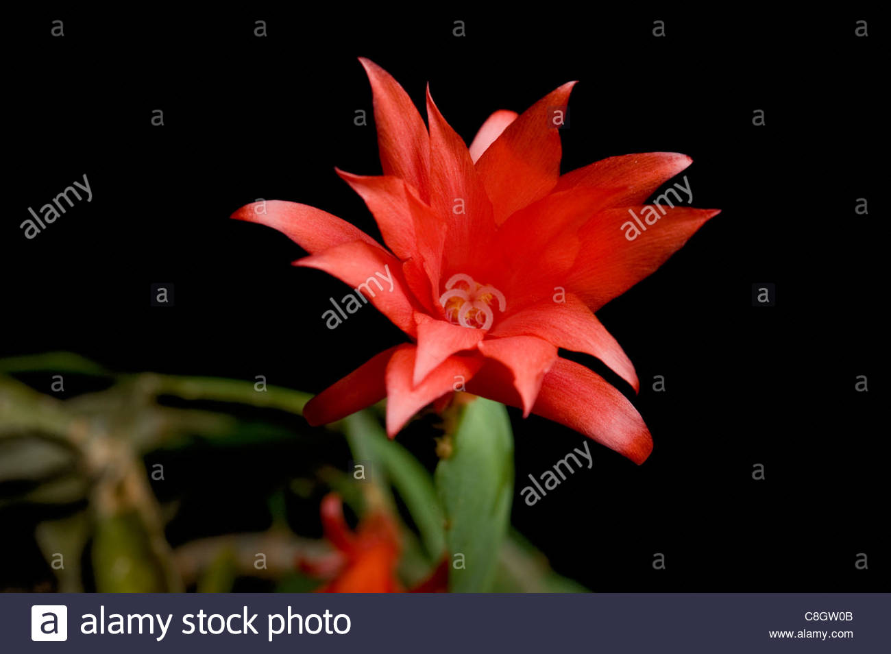 Rhipsalidopsis Gaertneri Stock Photos & Rhipsalidopsis Gaertneri Stock ...