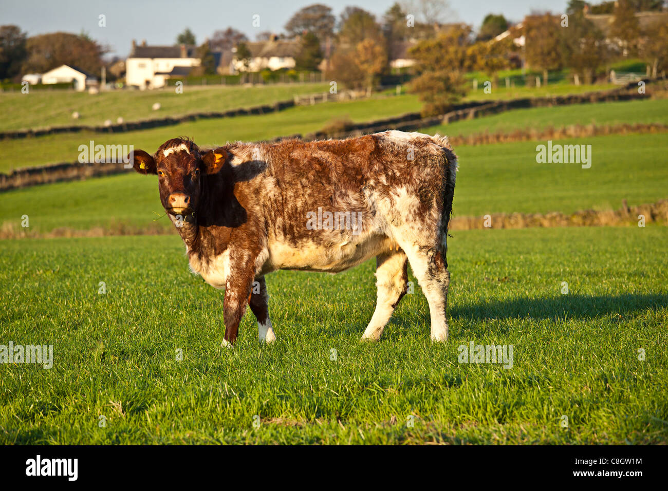 Cow on a farm Stock Photo - Alamy