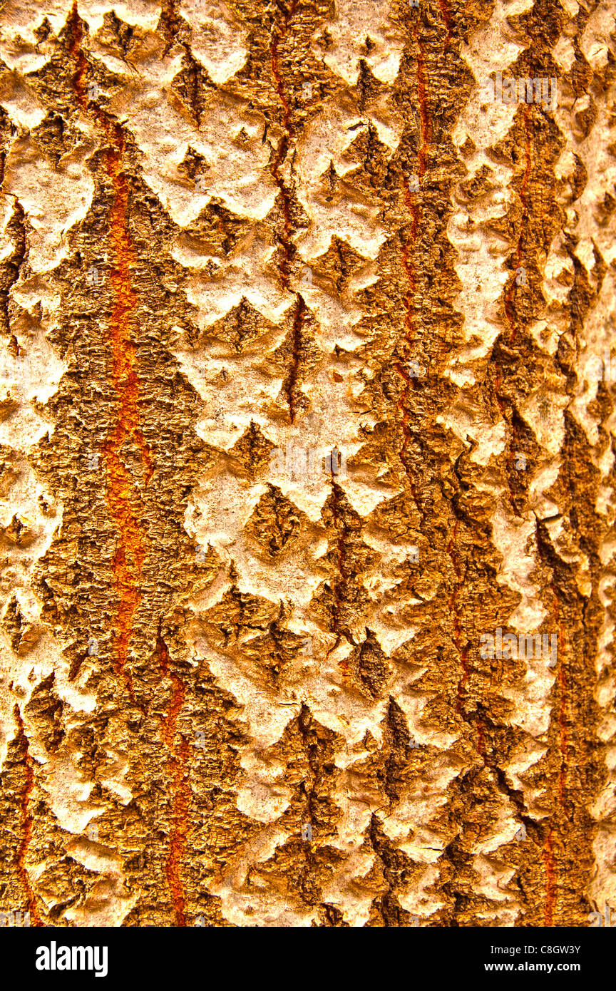 Tree bark patterns from the north of Israel Stock Photo - Alamy