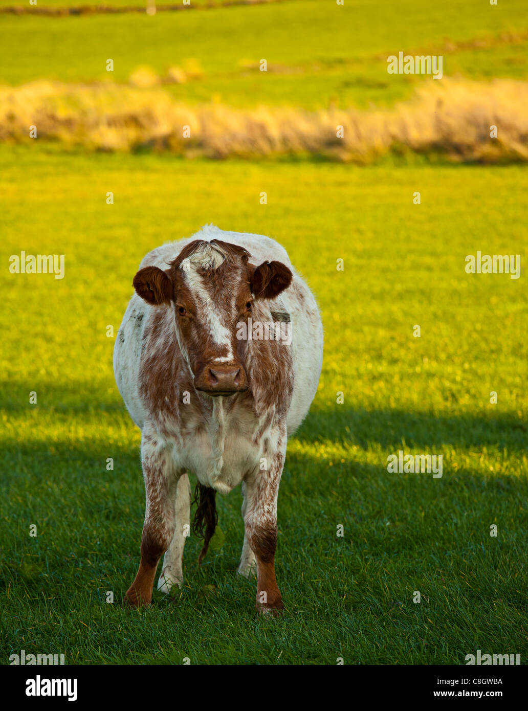 Forward facing cow hi-res stock photography and images - Alamy