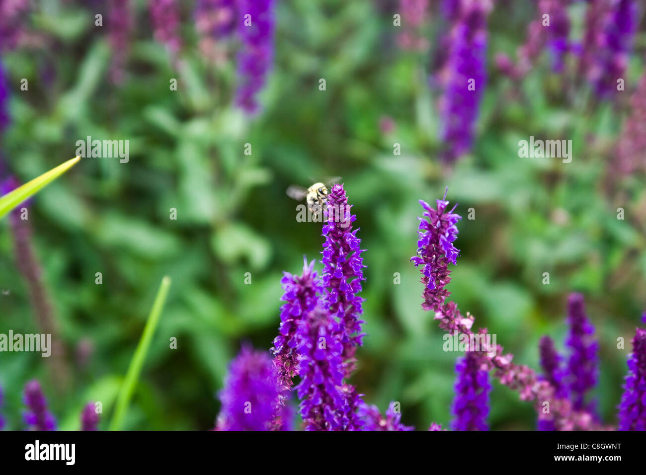 A bumble bee gathering nectar Stock Photo - Alamy