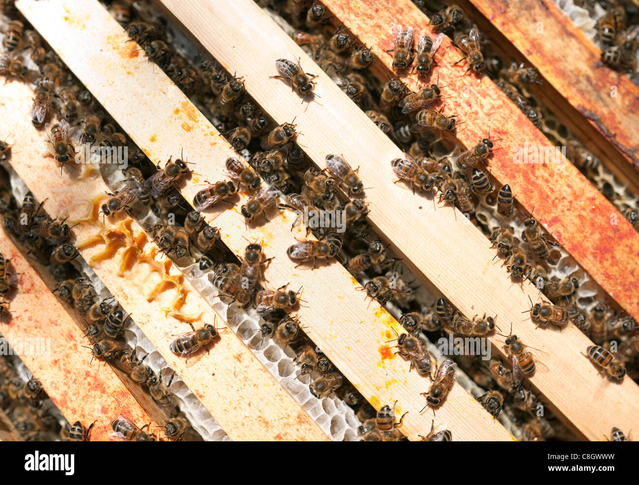 Bees on frames in a beehive during an hive inspection Stock Photo - Alamy