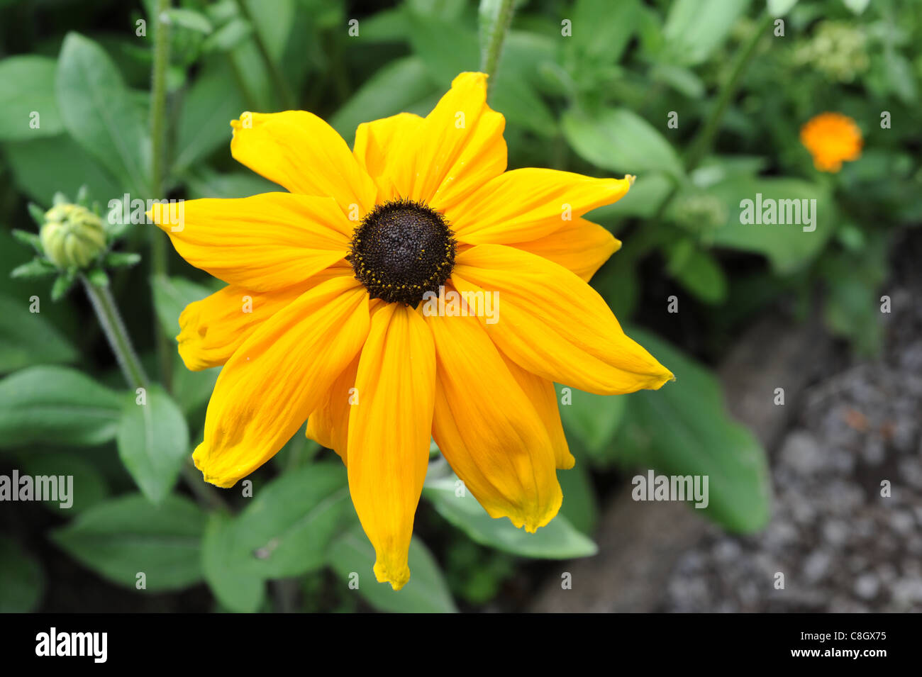 Rudbeckia hi-res stock photography and images - Alamy