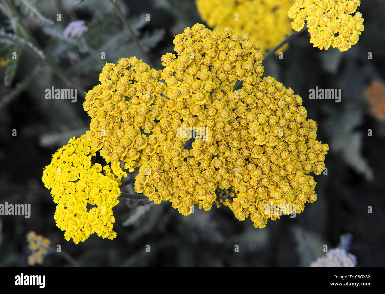 Achillea Filipendulina “Gold Plate” Stock Photo - Alamy