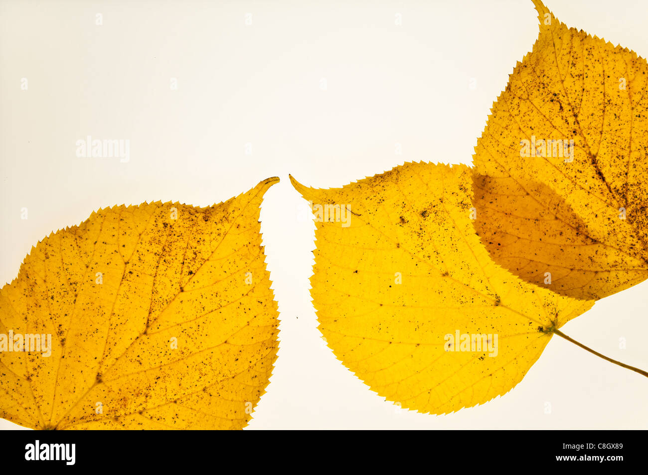 Common lime tree autumn leaf hi-res stock photography and images - Alamy