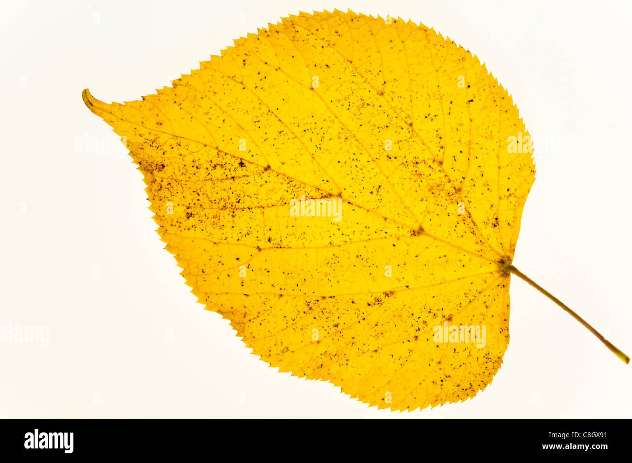 Common lime tree leaf hi-res stock photography and images - Alamy