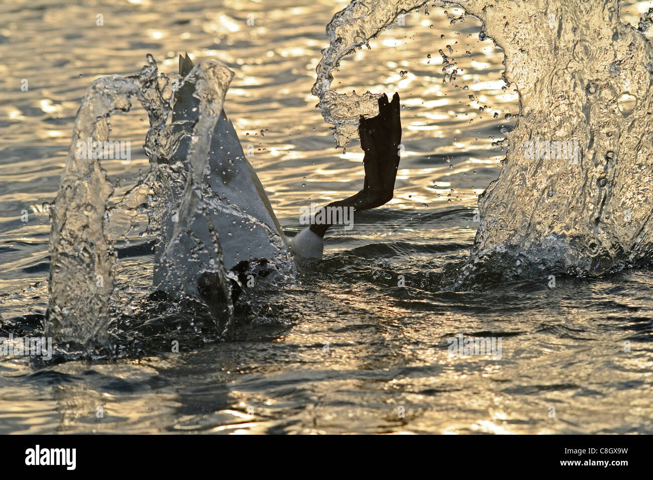 Swan feet hi-res stock photography and images - Alamy