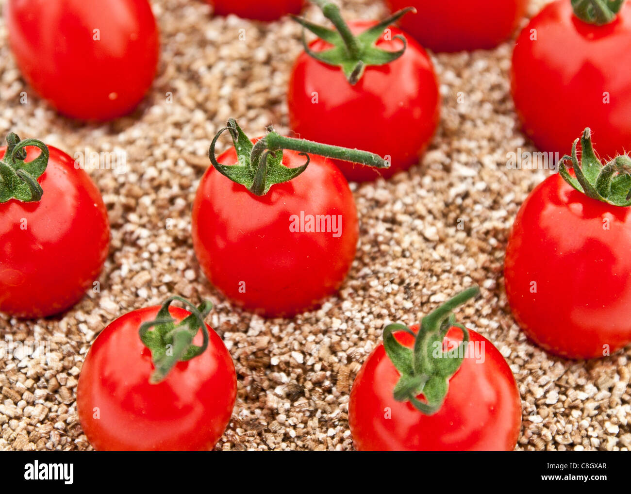 homegrown English tomato Stock Photo - Alamy