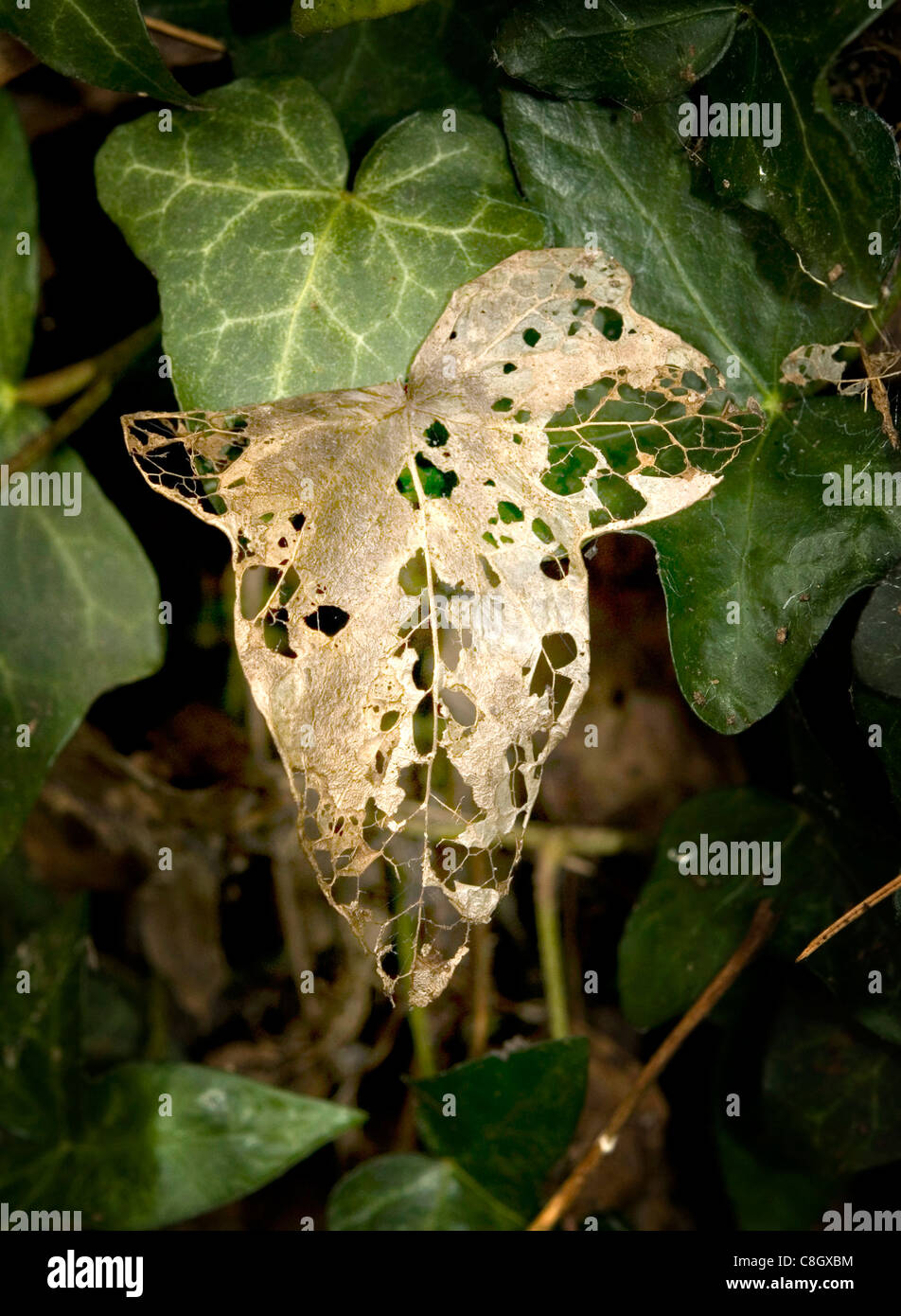 Beautiful filigree golden Ivy leaf Stock Photo - Alamy