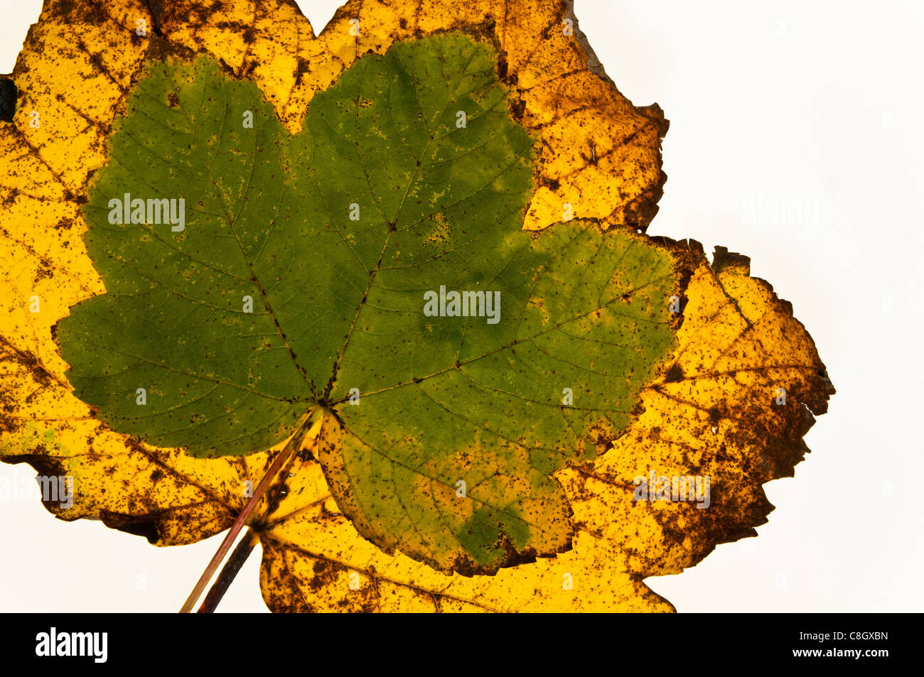 Sycamore leaves hi-res stock photography and images - Alamy