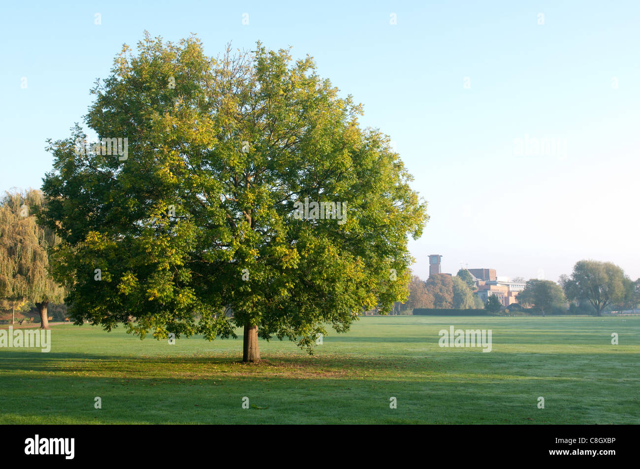Ash trees uk hi-res stock photography and images - Alamy