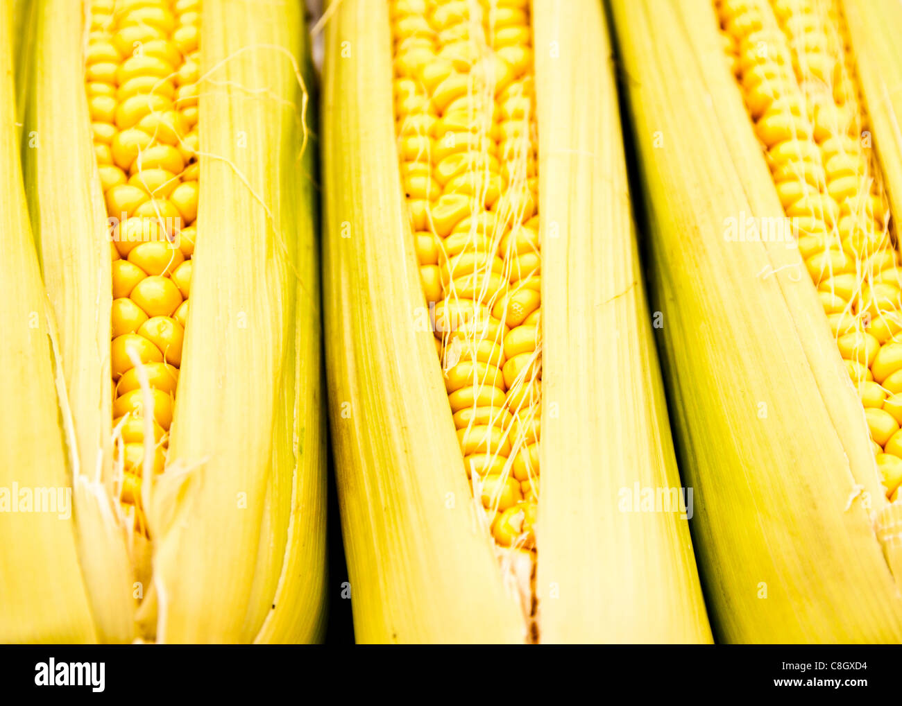 homegrown English corn on the cob Stock Photo - Alamy