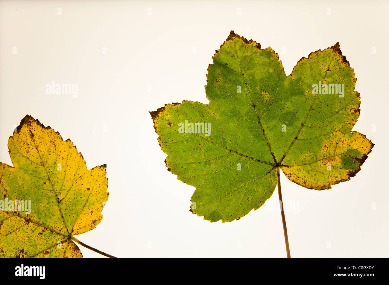 Sycamore leaves hi-res stock photography and images - Alamy