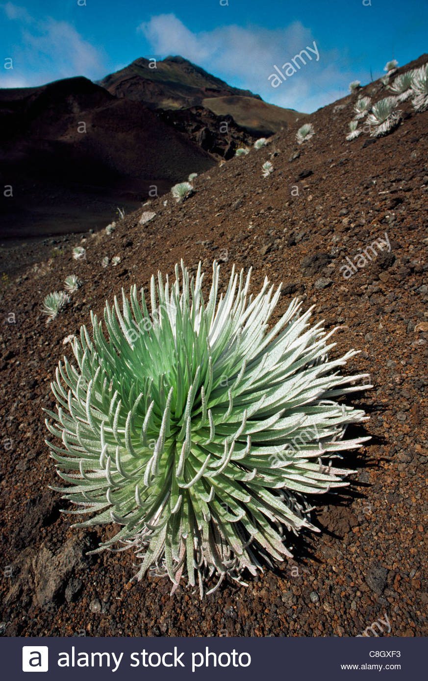 Silver Sword Stock Photos & Silver Sword Stock Images - Alamy