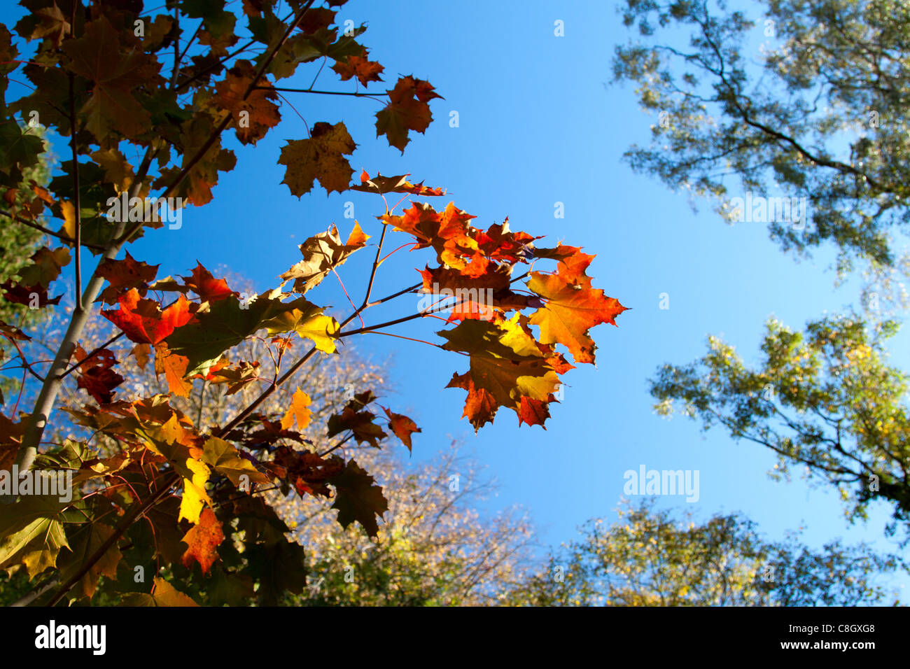 Bright Autumn Leaves Stock Photo - Alamy