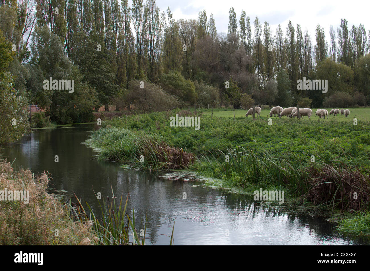 River Leam near its conjunction with River Avon, Leamington Spa, UK ...