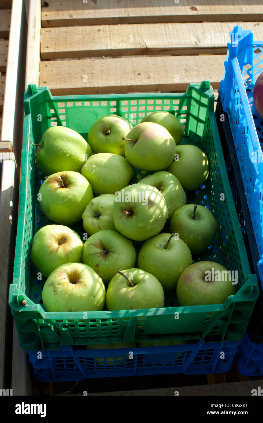Crate of green apples Stock Photo - Alamy
