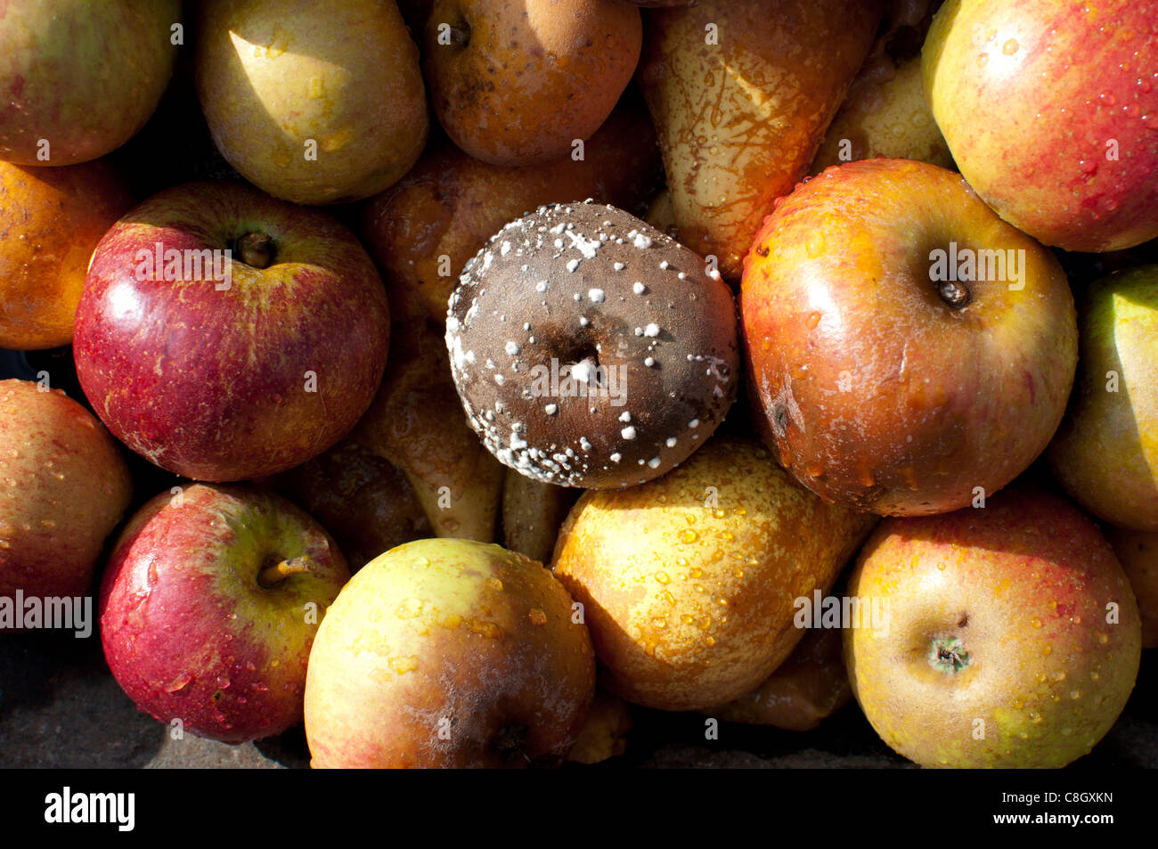 Decaying fruit hi-res stock photography and images - Alamy