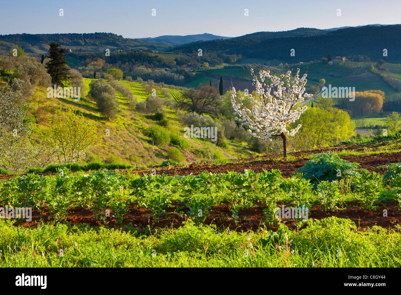 The fruit fields hi-res stock photography and images - Alamy