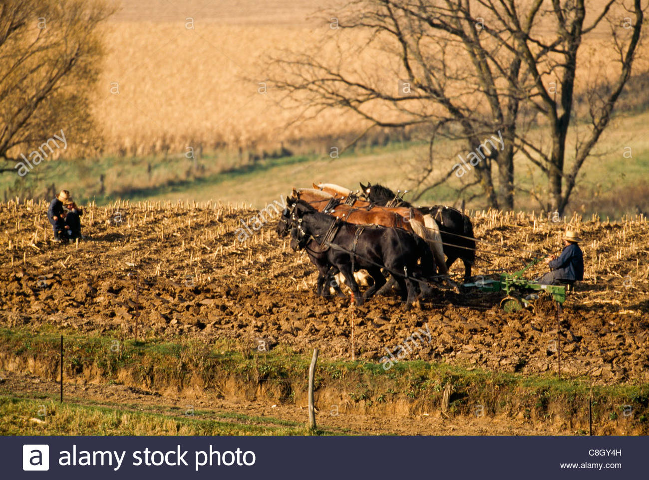 Amish Farmers Farm People Stock Photos & Amish Farmers Farm People ...