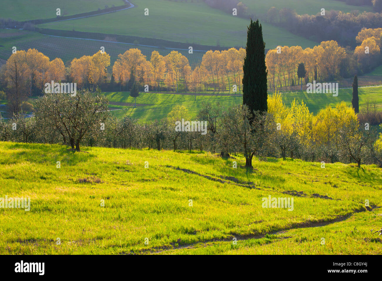 Monte Oliveto, Italy, Europe, Tuscany, fields, trees, cypress, olive ...