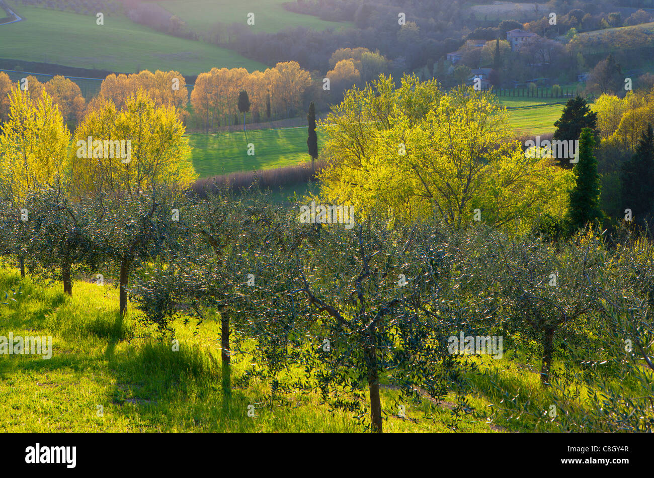 Monte Oliveto, Italy, Europe, Tuscany, fields, trees, olive trees ...