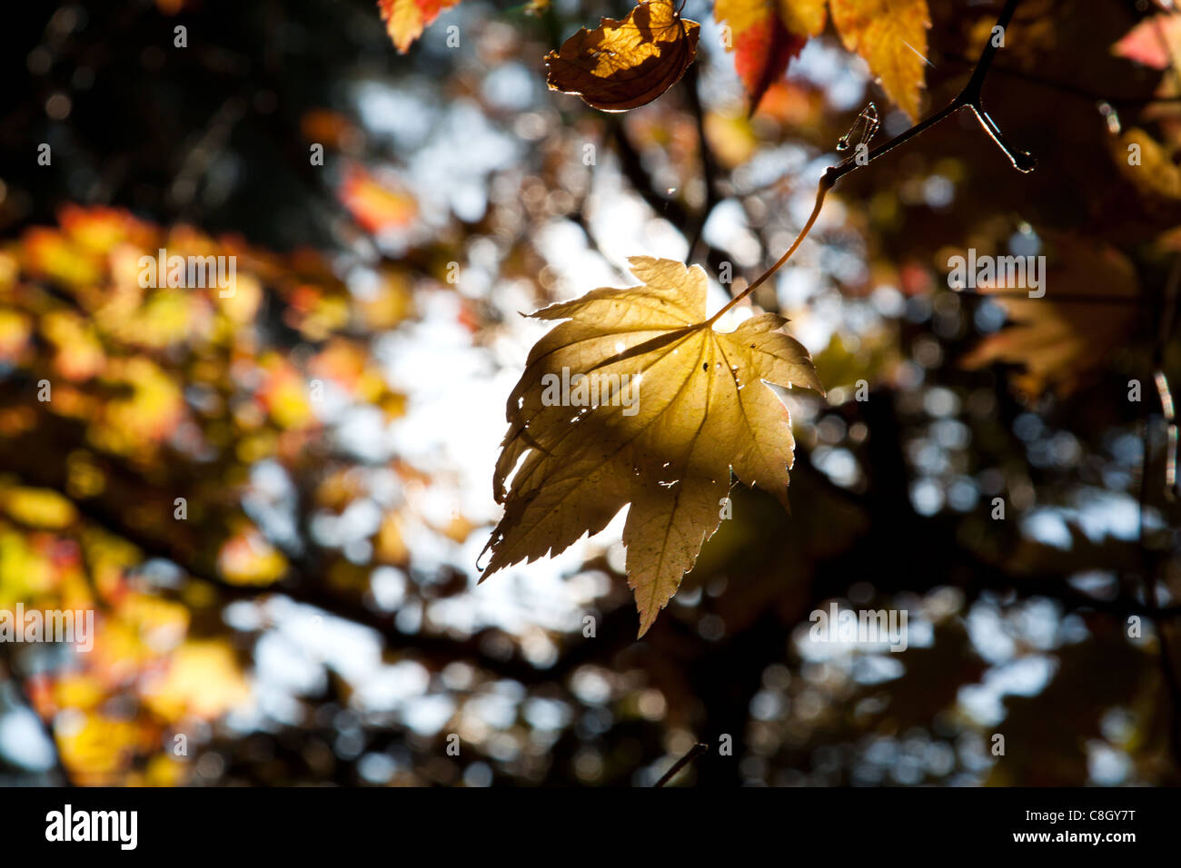 Bright Autumn Leaves Stock Photo - Alamy