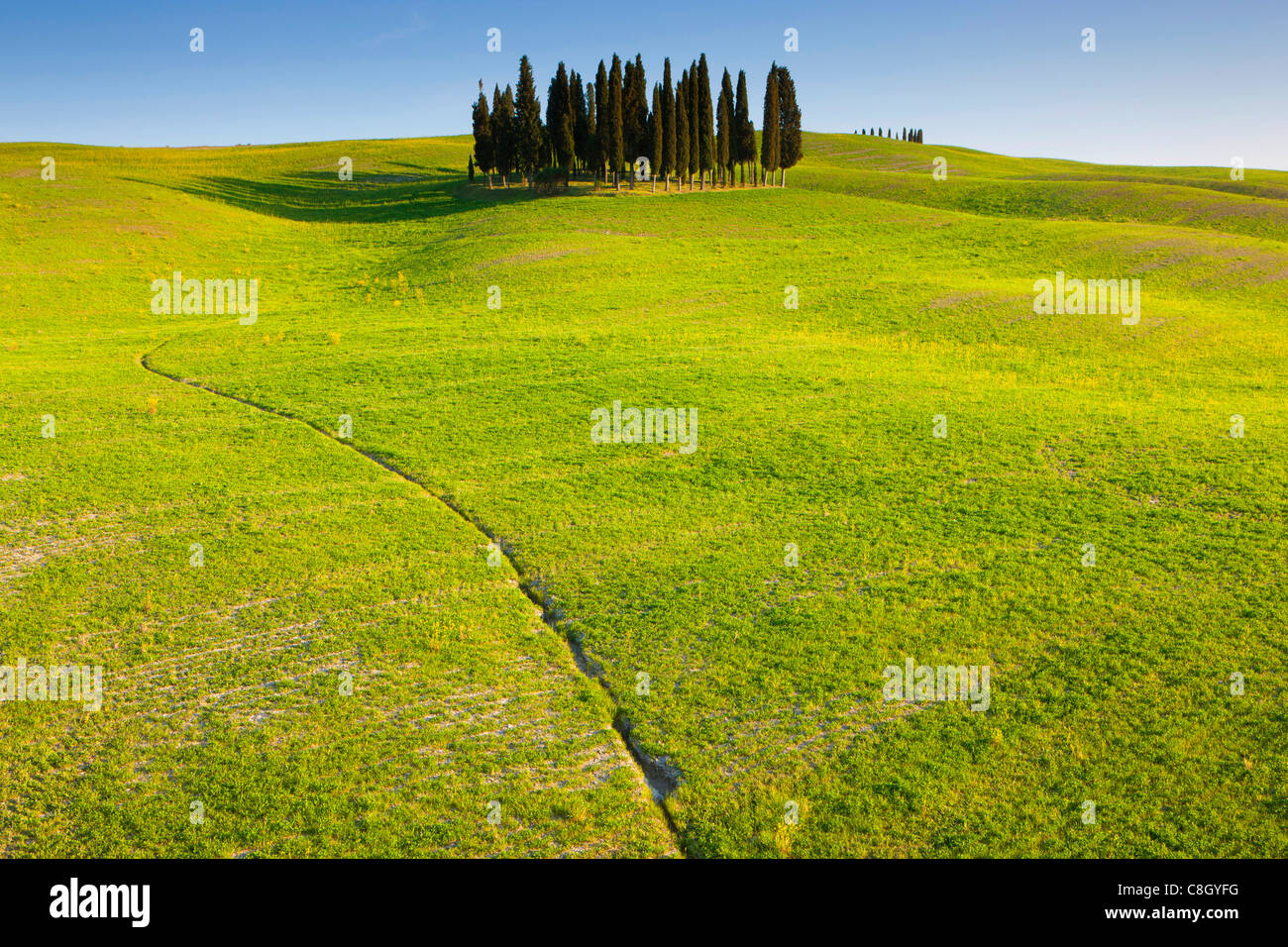Torrenieri, Italy, Europe, Tuscany, crest, ridge, horizon, skyline ...