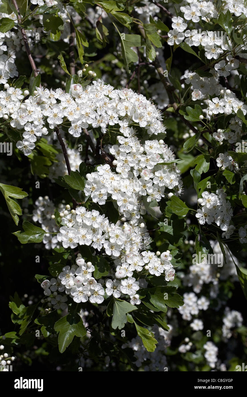 Hawthorn in flower Alderley Edge Cheshire England Stock Photo - Alamy