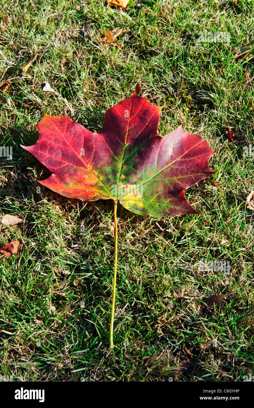 A fallen maple leaf on the ground Stock Photo - Alamy