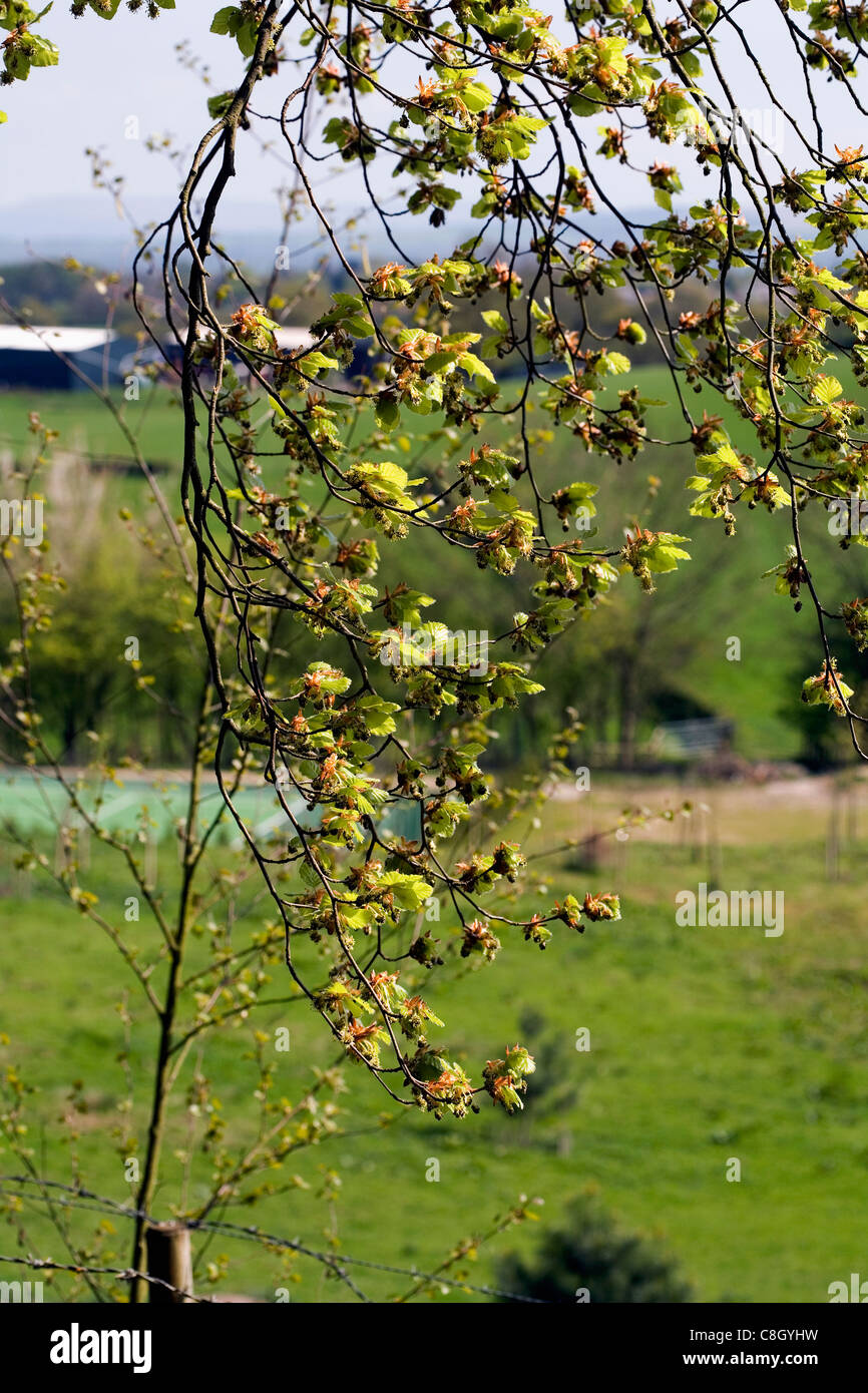 Beech Leaves opening out in spring Alderley Edge Cheshire England Stock ...