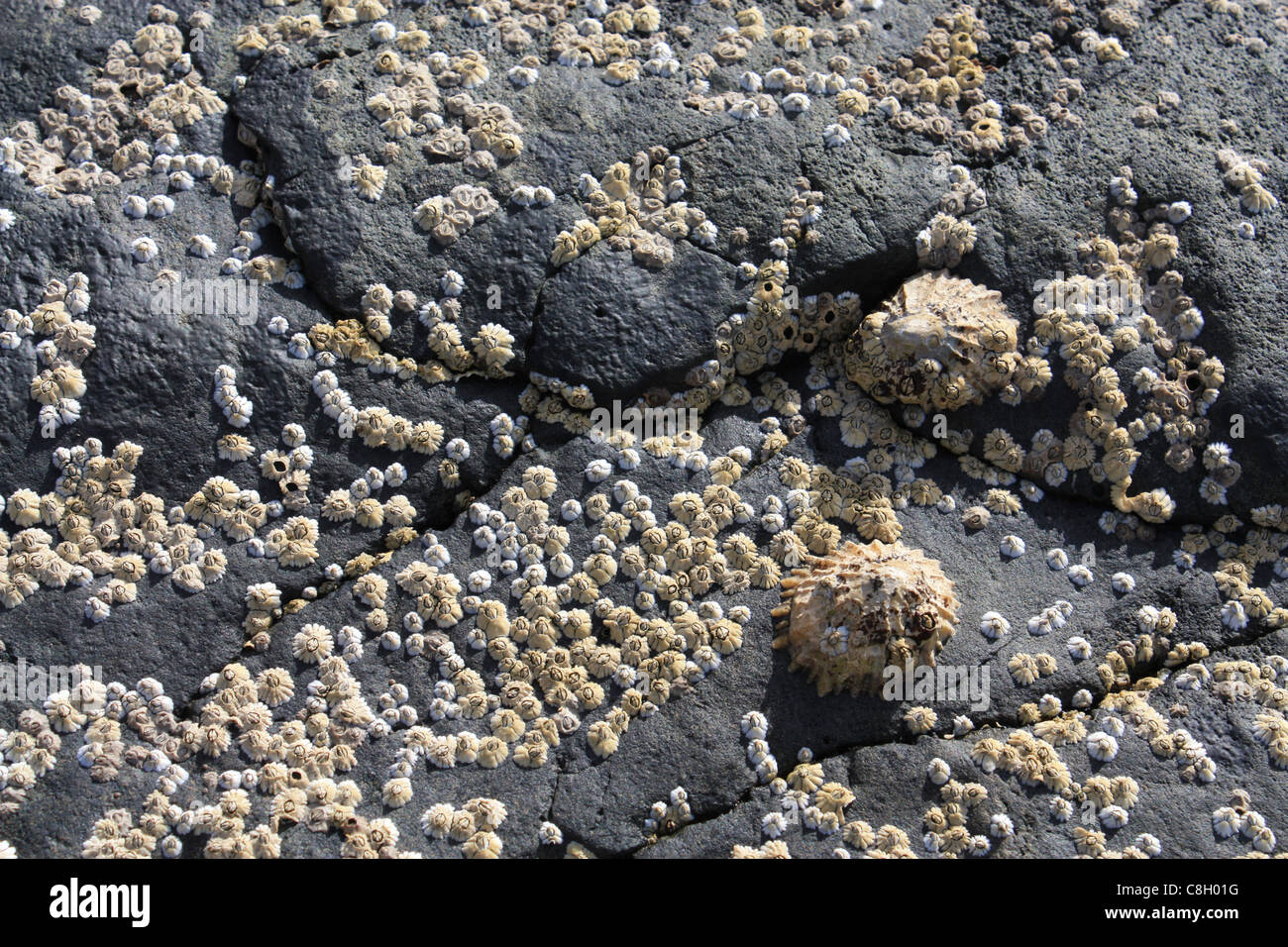 Scotland, Europe, Great Britain, UK, autumn, nature, landscape, mussels ...