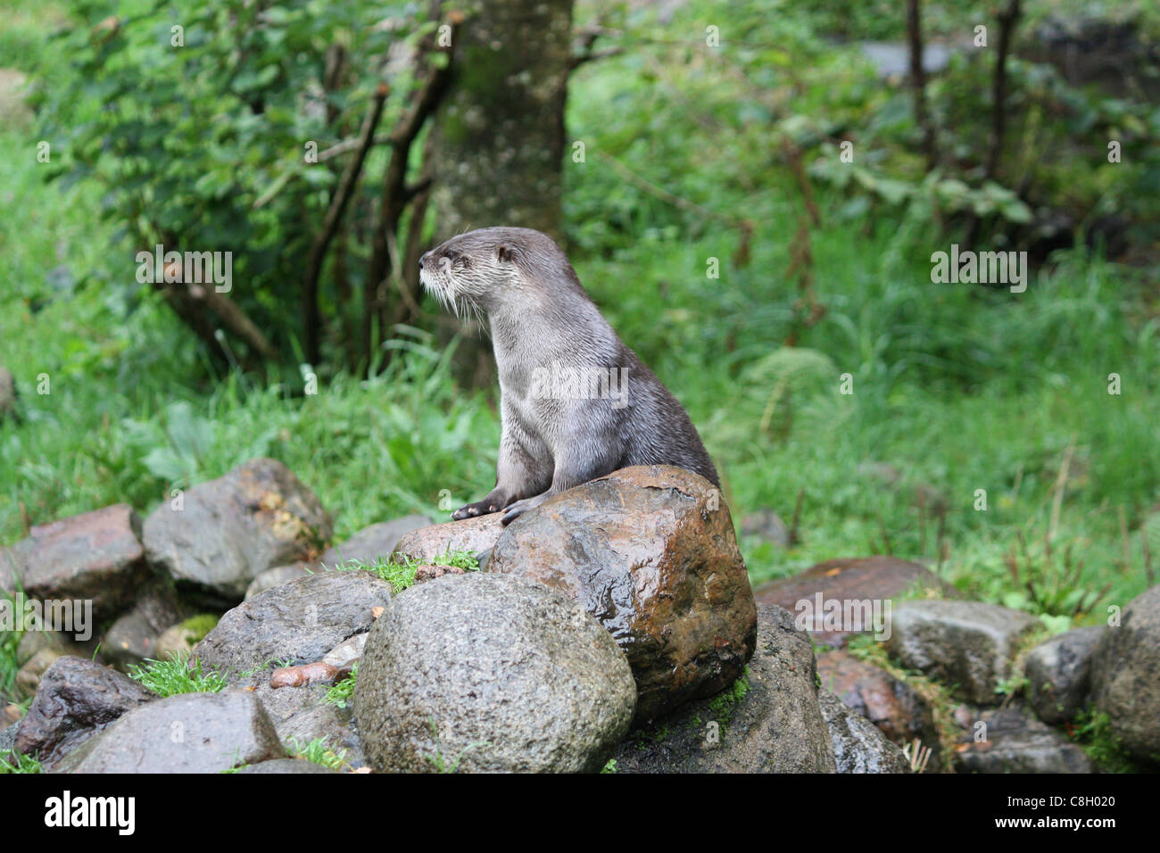 Scotland, Europe, Great Britain, UK, otter, animals, mammals, waters ...