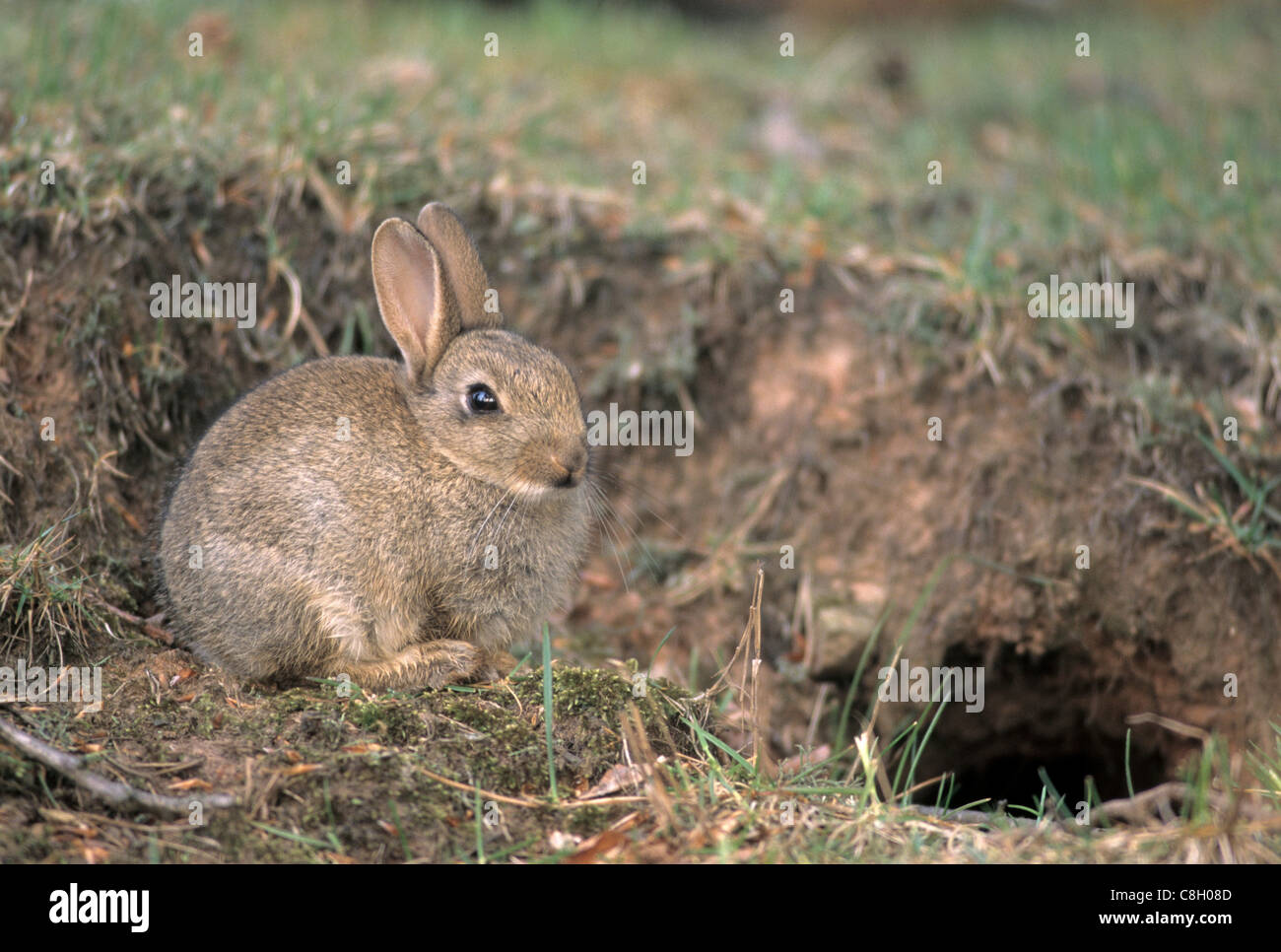 Rabbit, animal, Oryctolagus cuniculus, Leporidae, burrow, Scotland ...