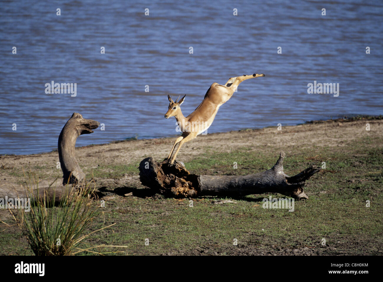 Antelope Jumping High Resolution Stock Photography and Images - Alamy
