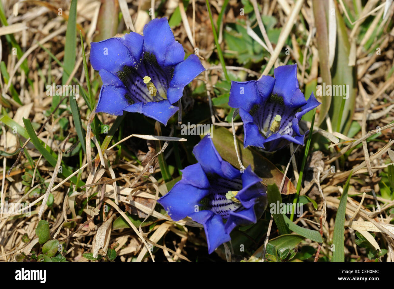 Praz switzerland hi-res stock photography and images - Alamy