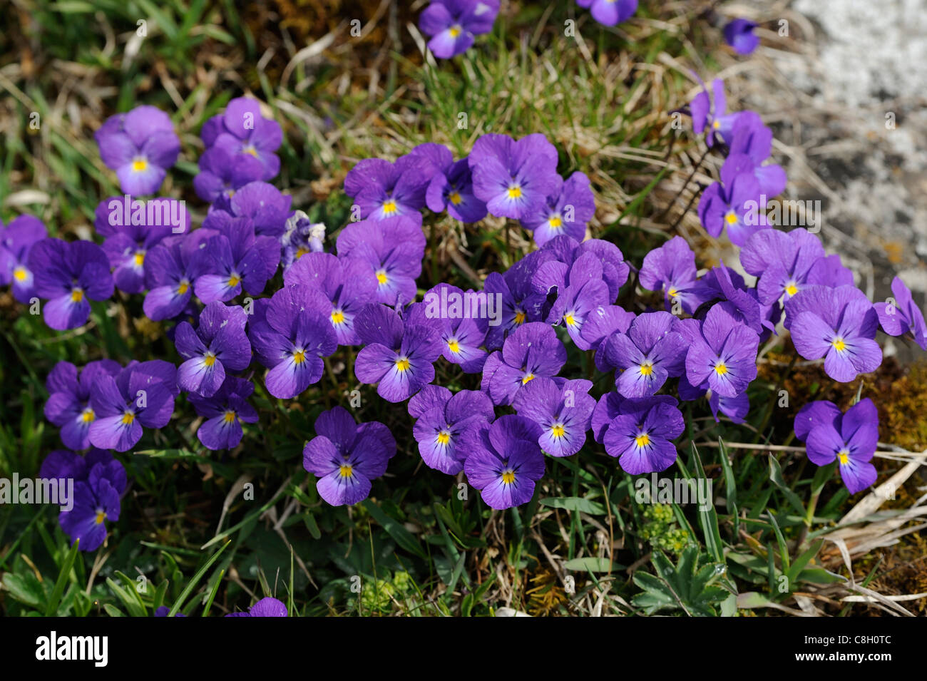 Long keeled hi-res stock photography and images - Alamy