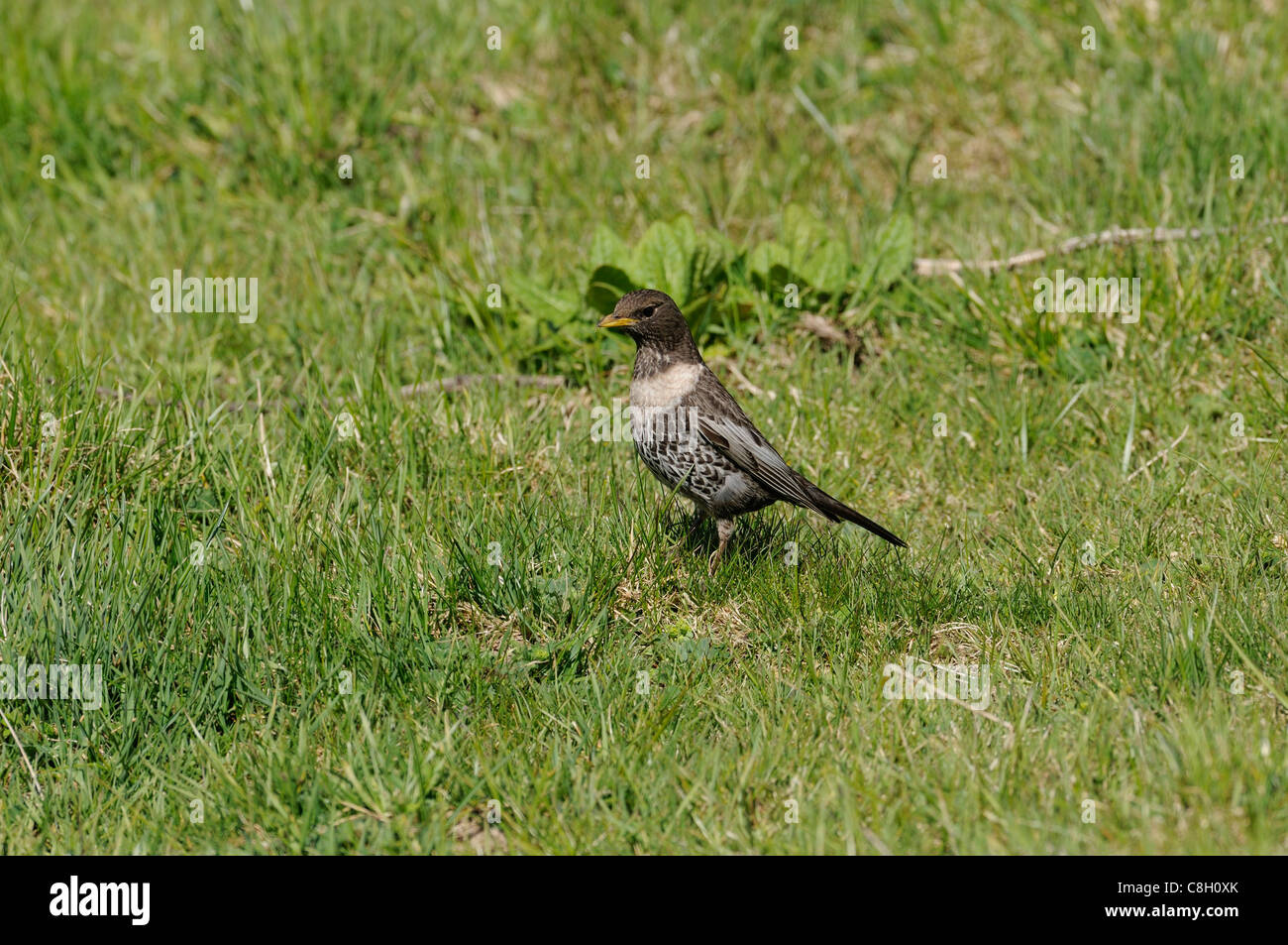 Ring ouzel hi-res stock photography and images - Alamy