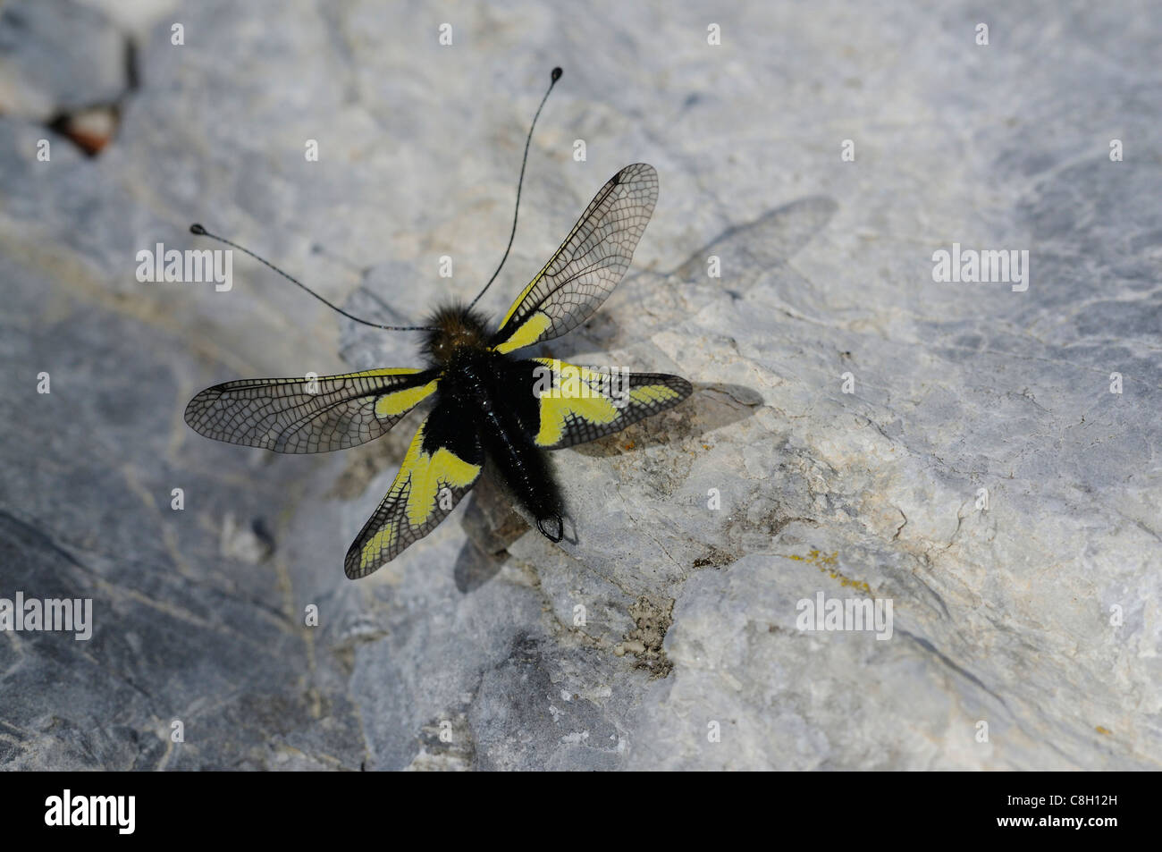 Ascalaphidae hi-res stock photography and images - Alamy