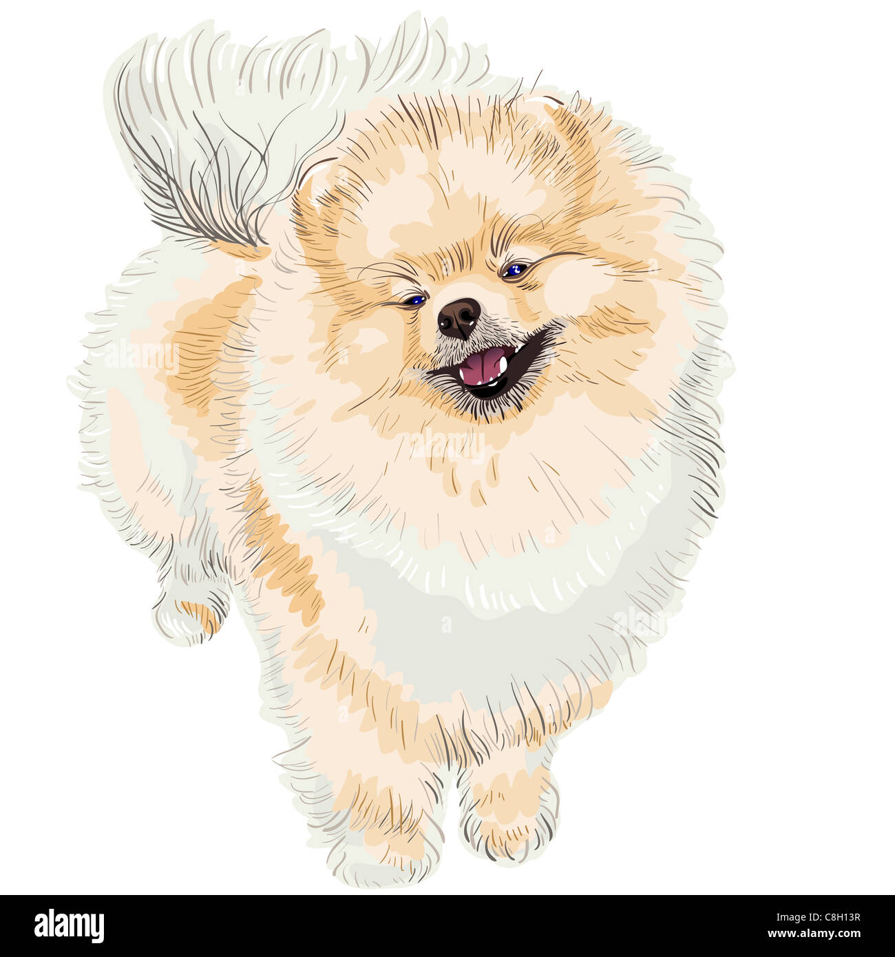 German pomeranian hi-res stock photography and images - Alamy