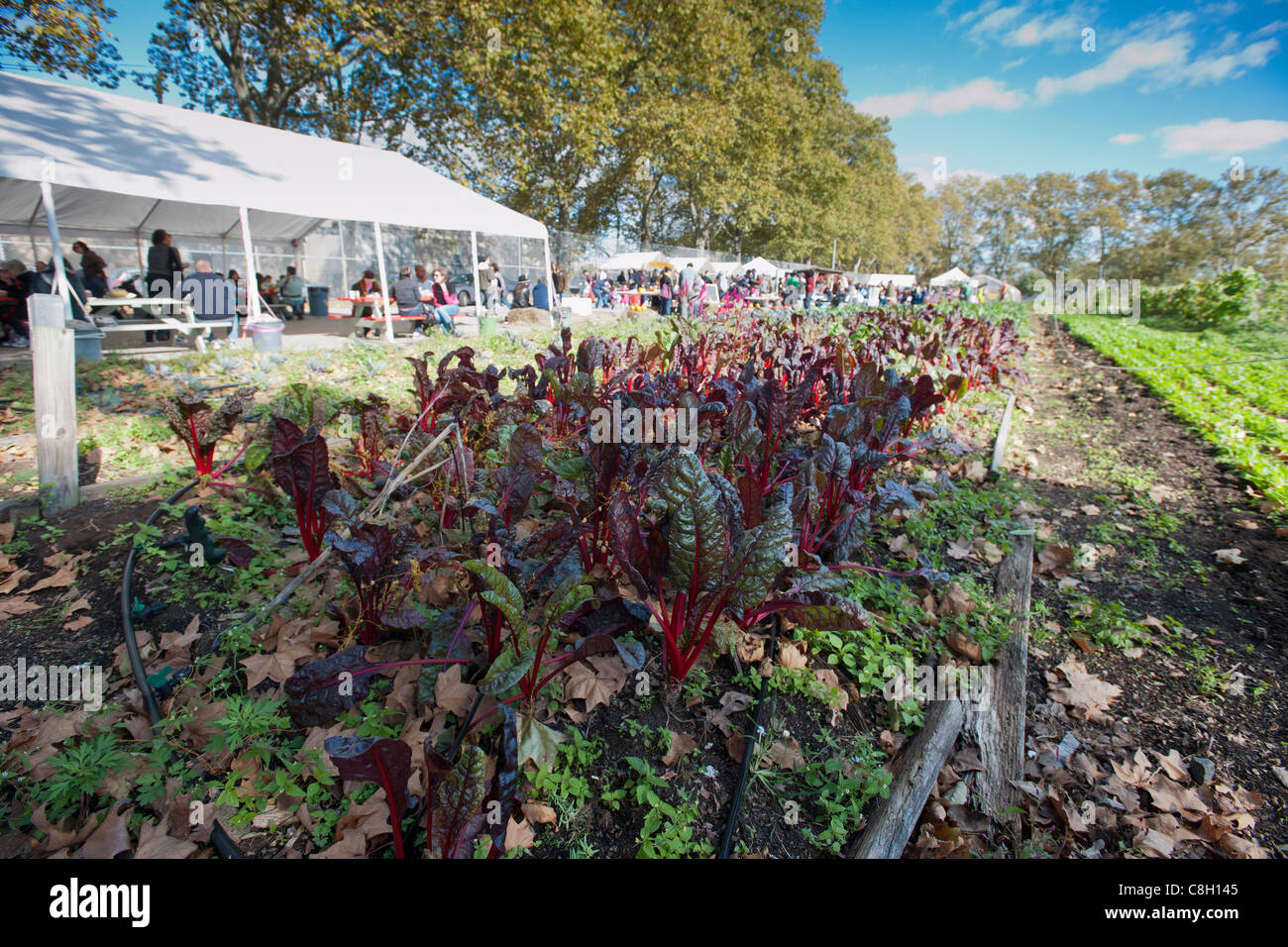 Rows of swiss chard growing at the Red Hook Community Farm in Brooklyn ...