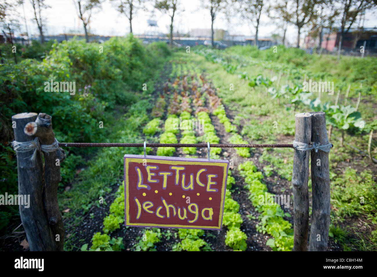 A bilingual sign marks the rows of lettuce growing at the Red Hook ...