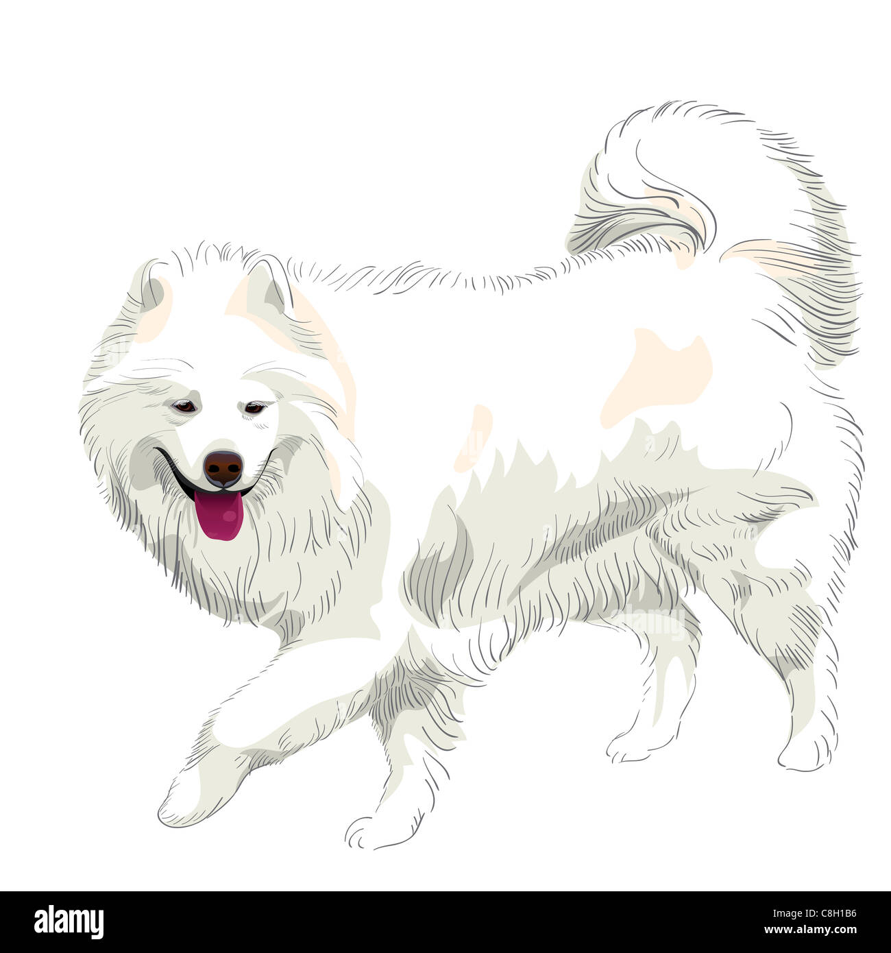 Fluffy white samoyed runs hi-res stock photography and images - Alamy