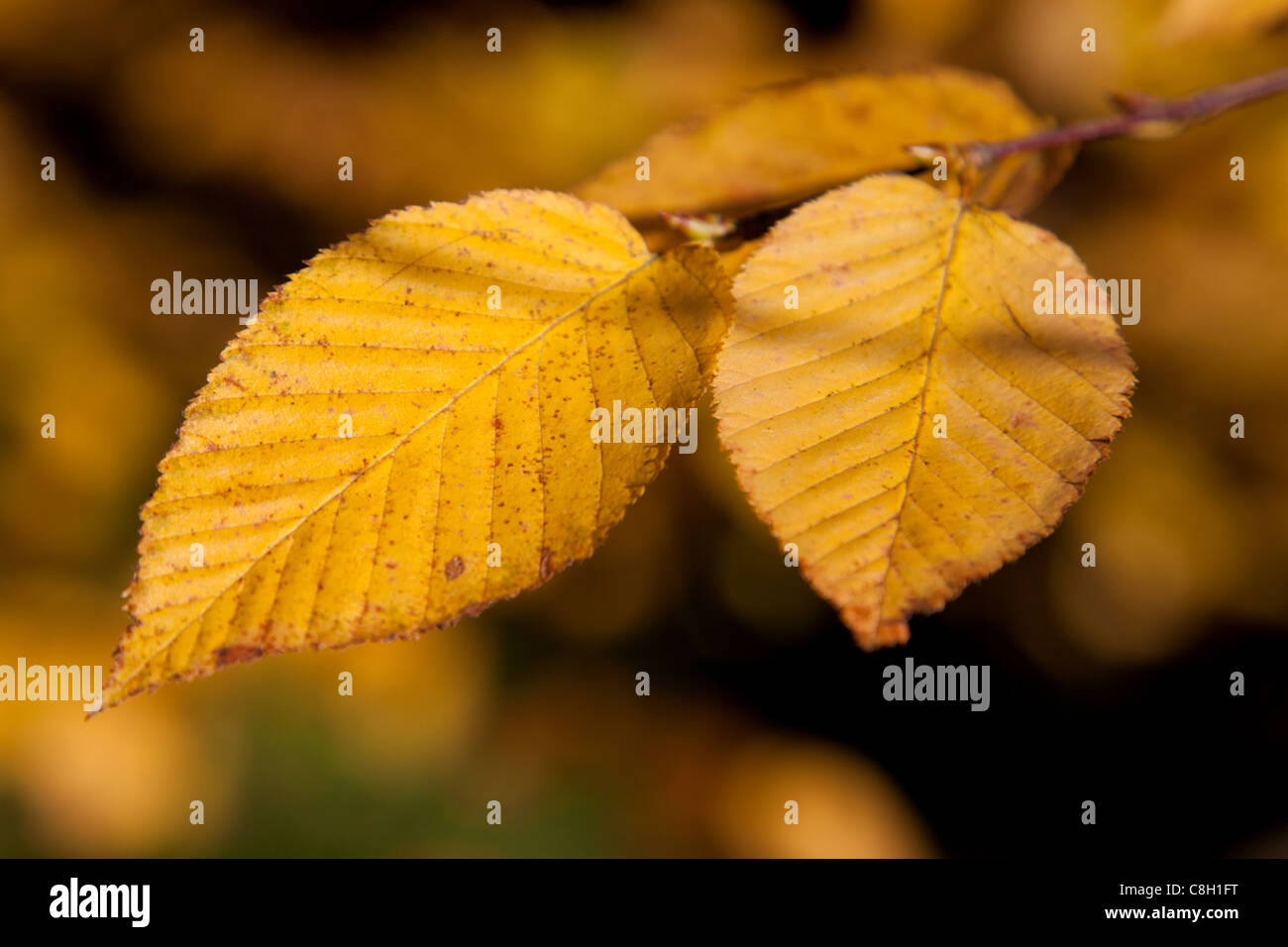 Bright Autumn Leaves Stock Photo - Alamy