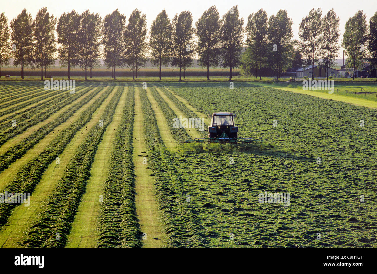 Netherlands, Holland, Europe, Flevoland, agriculture, grass, hay Stock ...