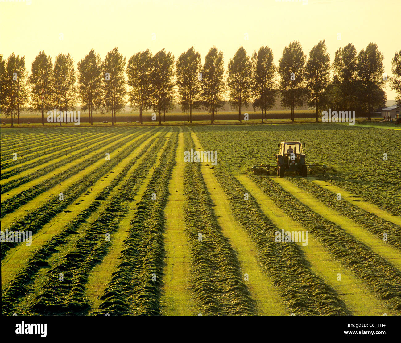 Hooi hi-res stock photography and images - Alamy